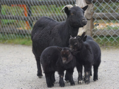 Pygmy Goats: A Perfect Goat Breed for Small Farms | Mother Earth News
